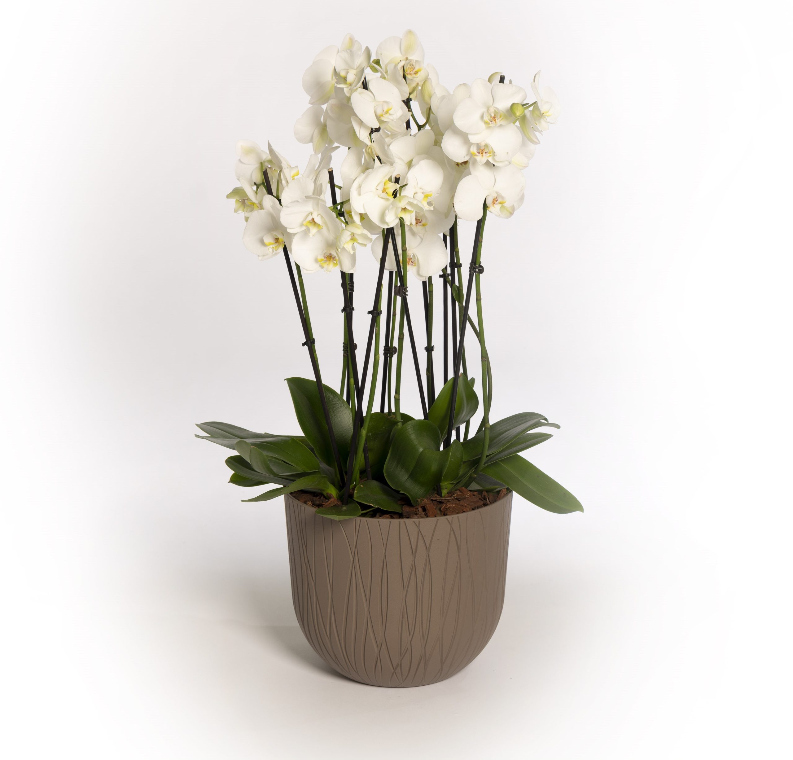 MOOD POTS NATURA - Treadstone Products