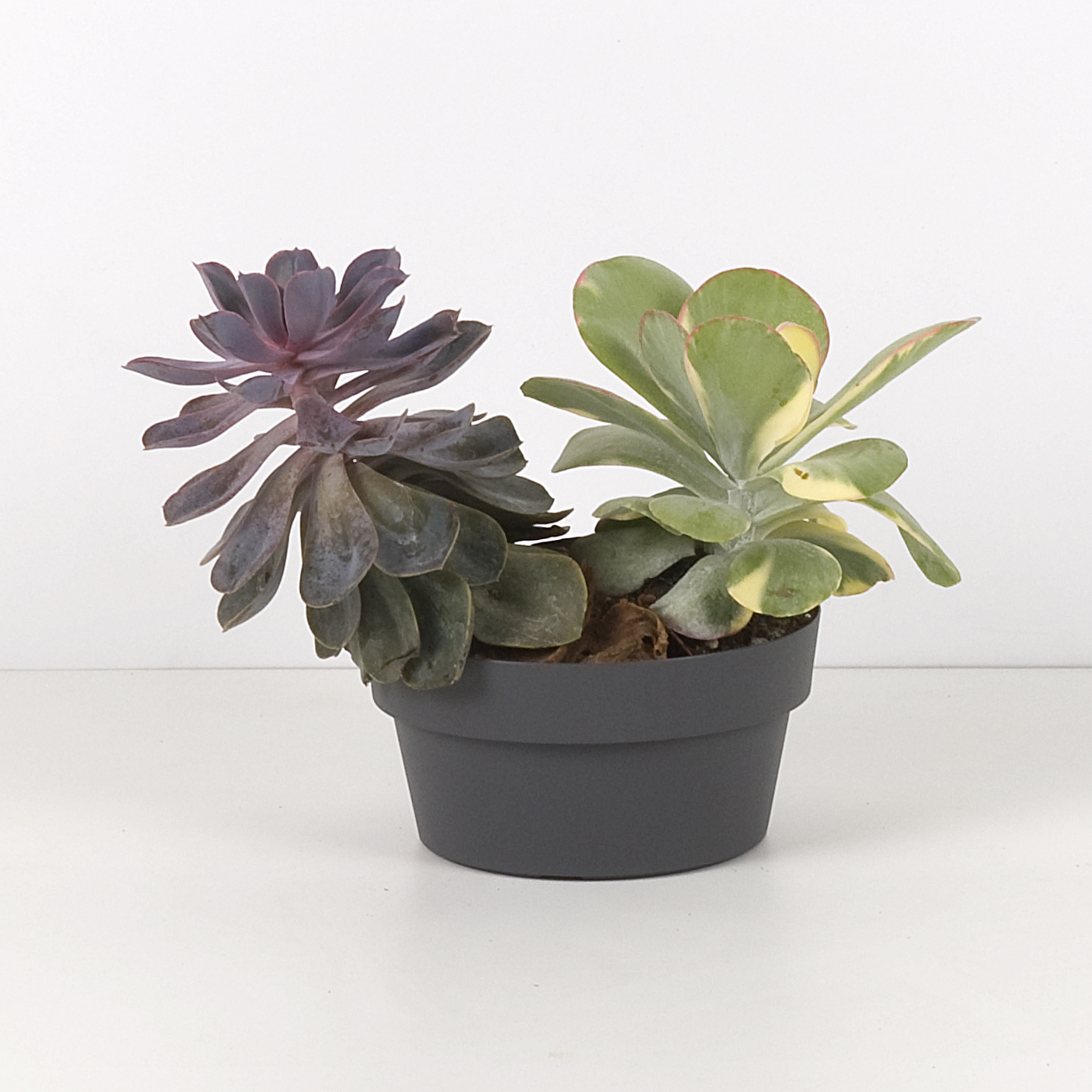 CONTEMPORARY PLANT BOWL - Treadstone Products